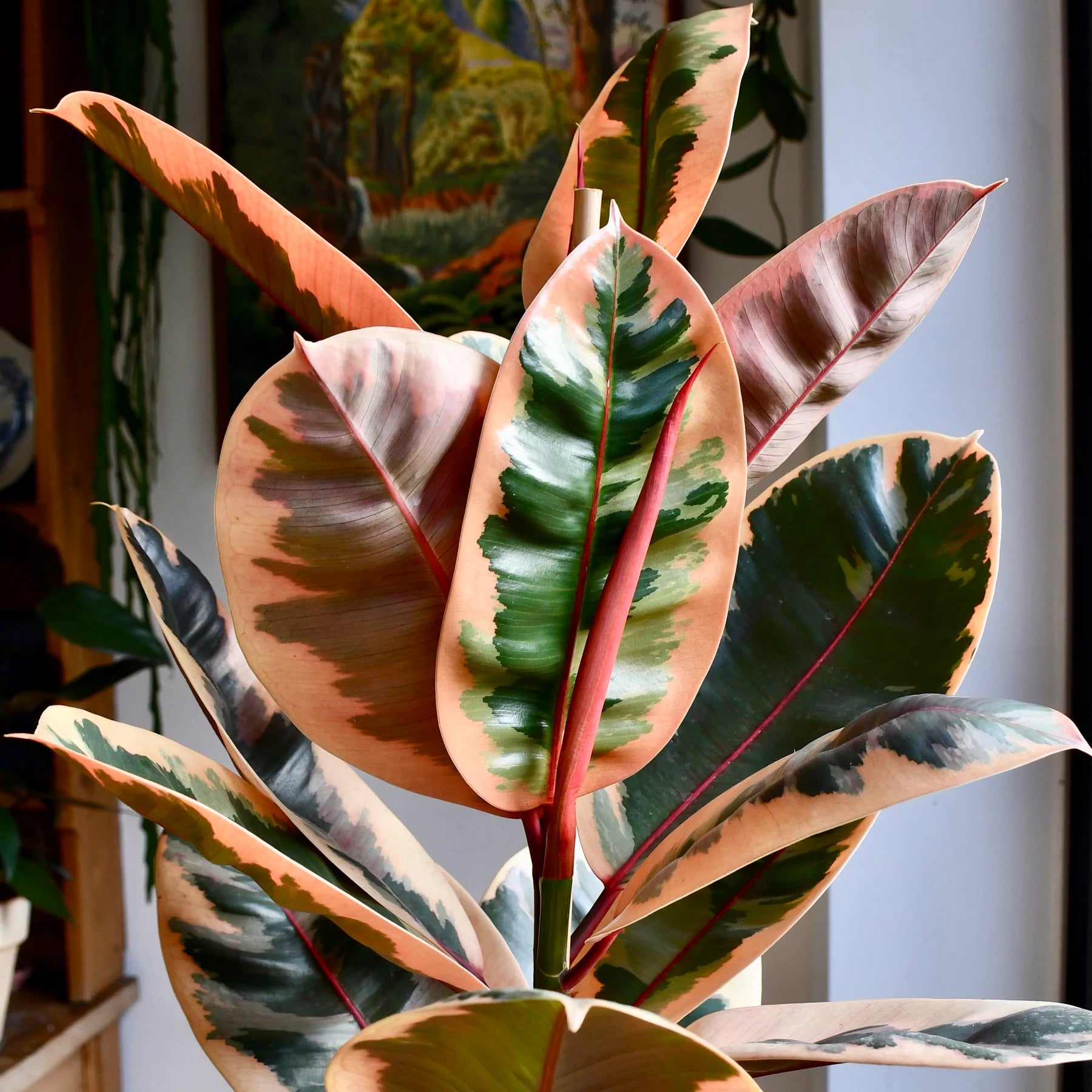 Houseplant Focus- Ficus Elastica 'Belize' – hortus